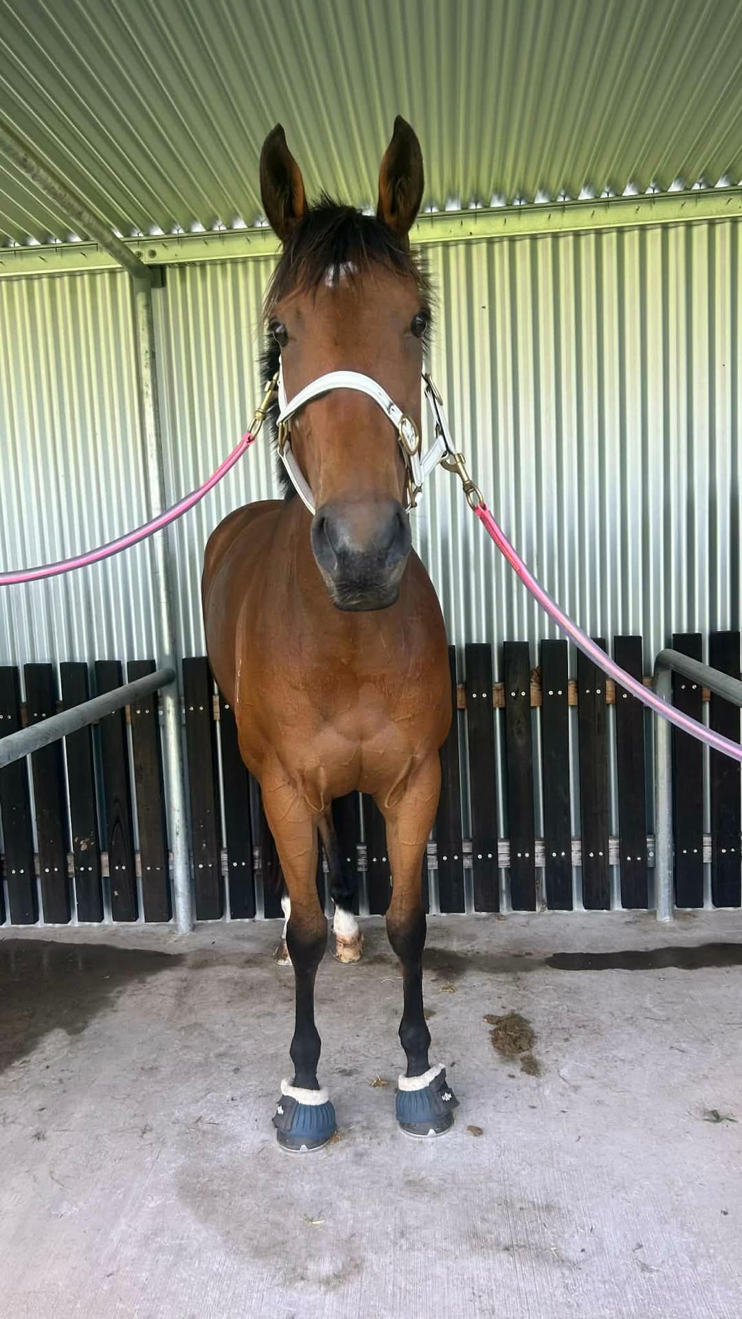 Briseis Eclipse
